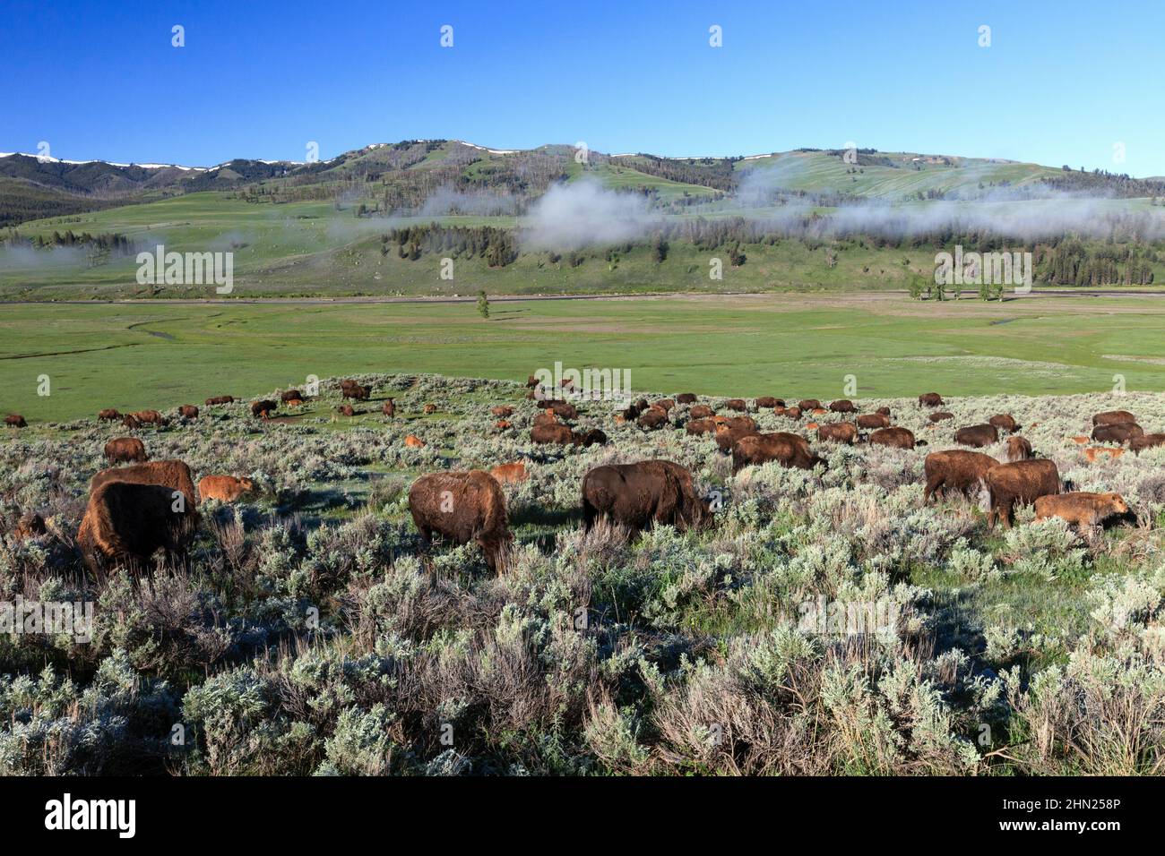 American Bison (Bison bison) herd grazing early morning in Hayden ...