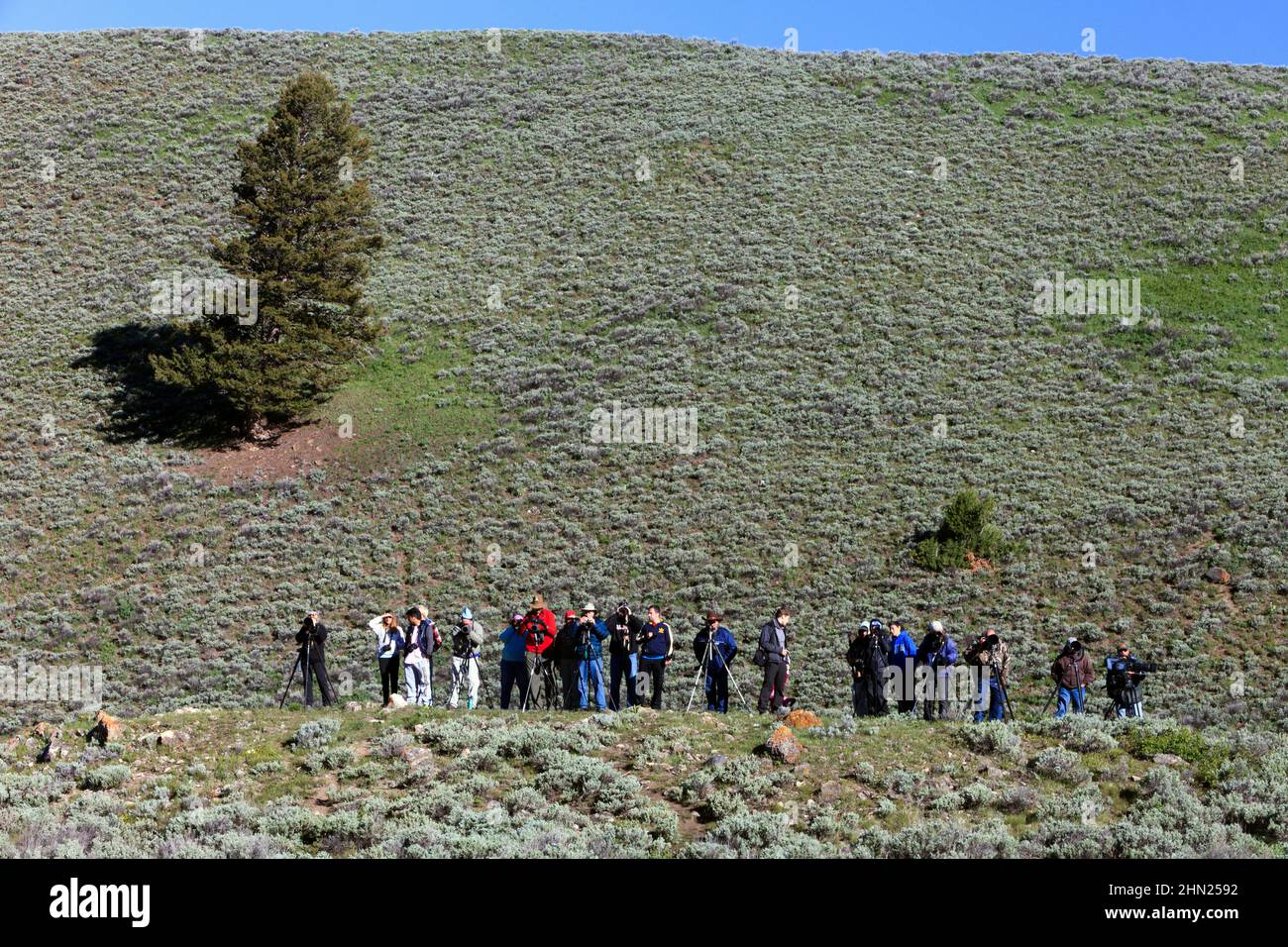Druid wolf pack hi-res stock photography and images - Alamy