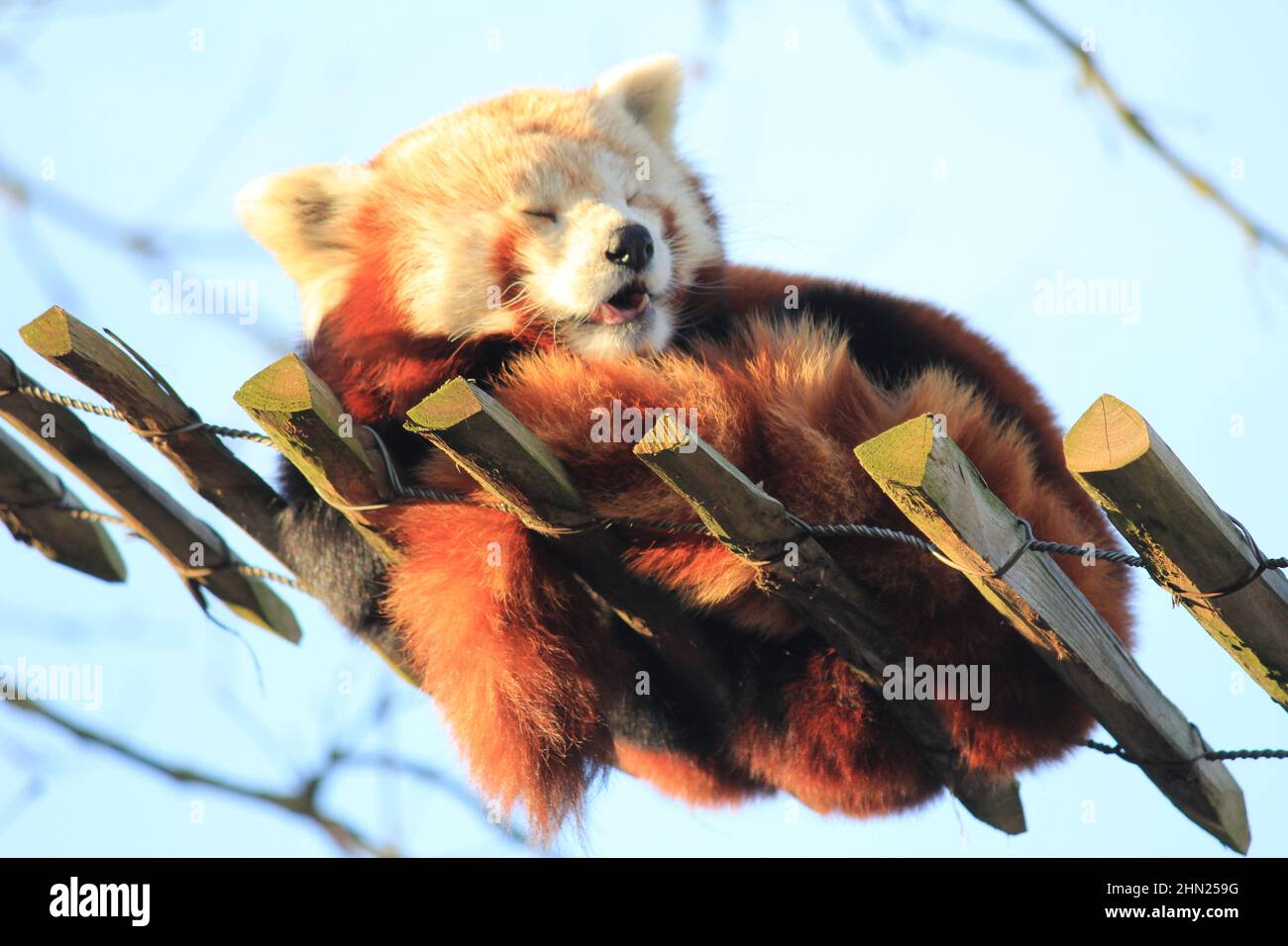 Semi retractile claws hi-res stock photography and images - Alamy