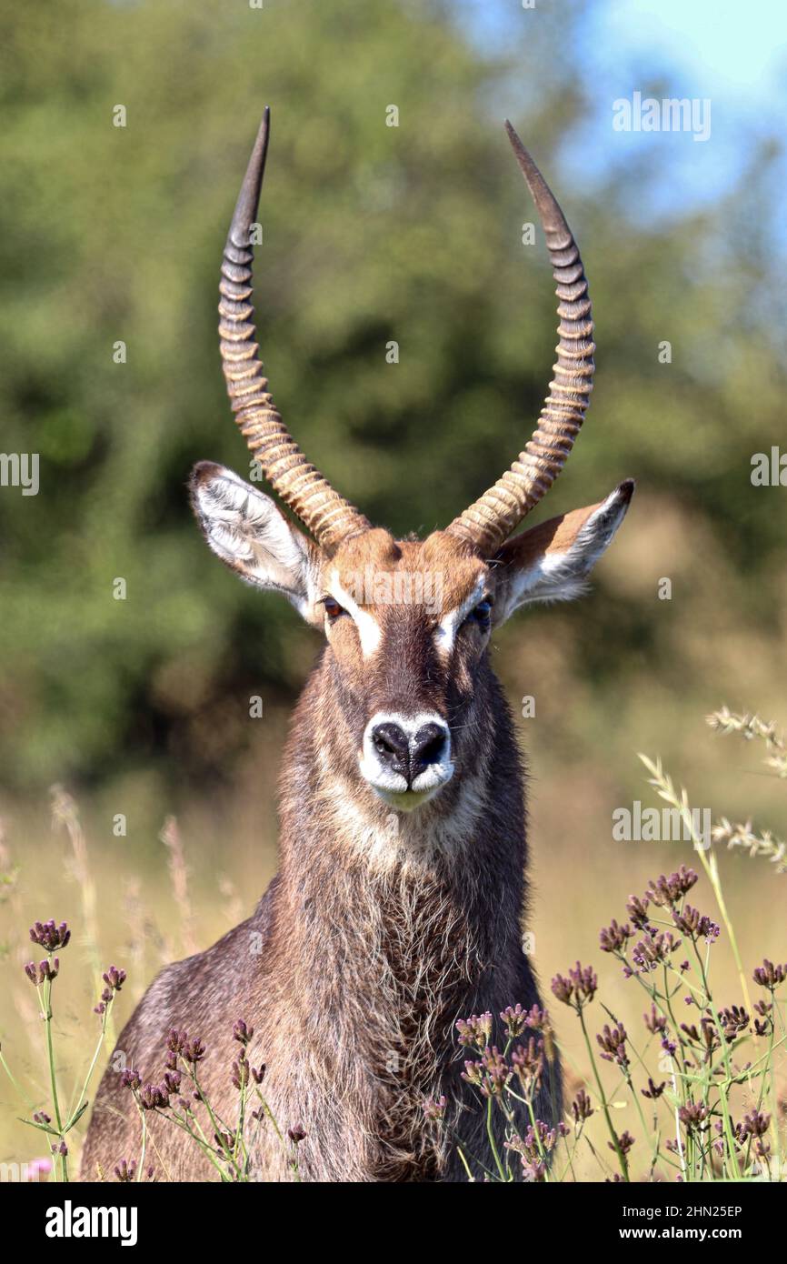 Waterbuck Bull, South Africa Stock Photo - Alamy