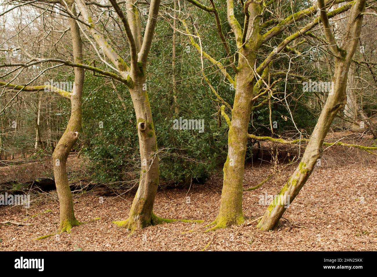 Epping forest winter hi-res stock photography and images - Alamy