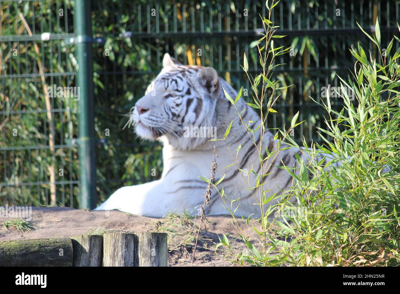White tiger in Overloon Zoo in the Netherlands Stock Photo - Alamy