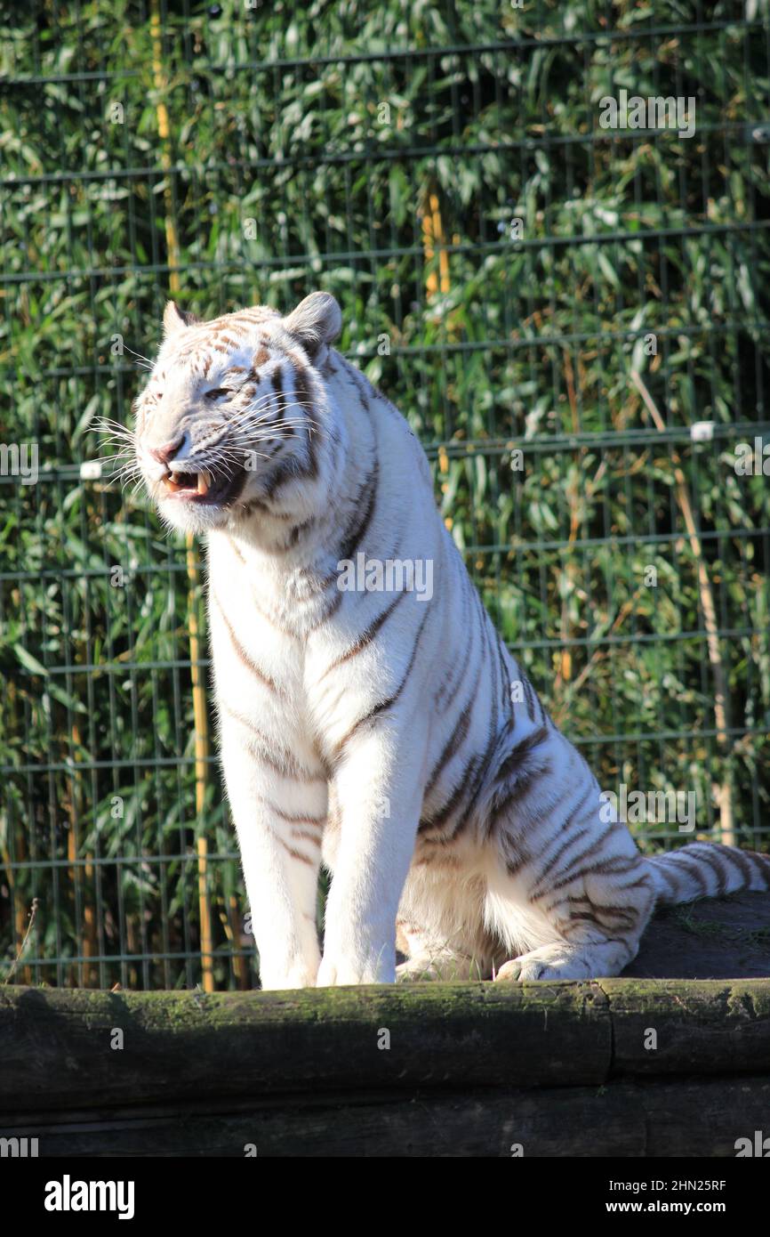White tiger in Overloon Zoo in the Netherlands Stock Photo - Alamy