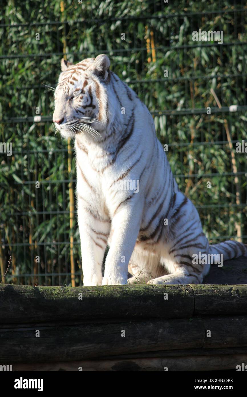 White tiger in Overloon Zoo in the Netherlands Stock Photo - Alamy