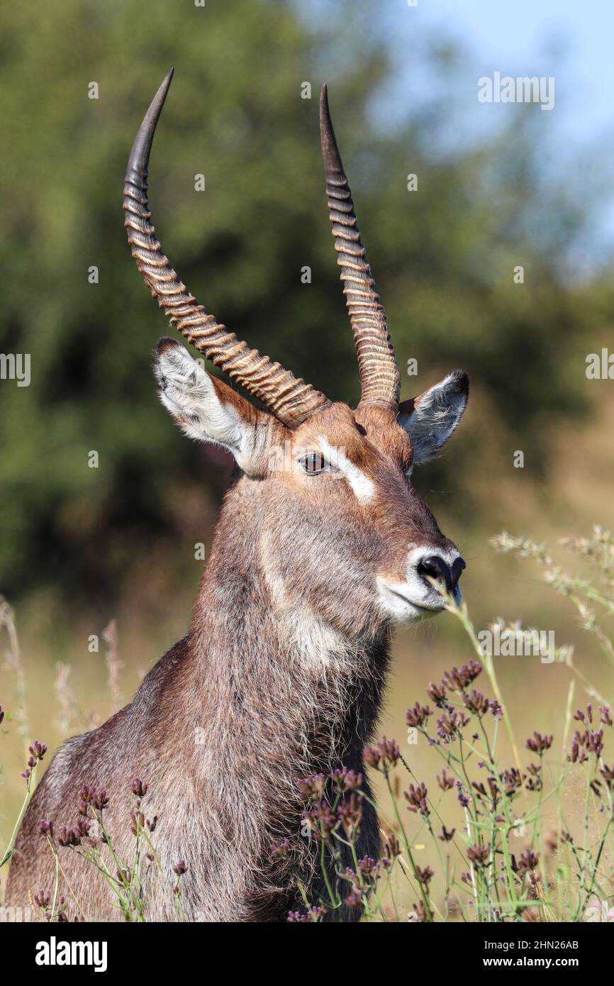 Waterbuck Bull, South Africa Stock Photo - Alamy
