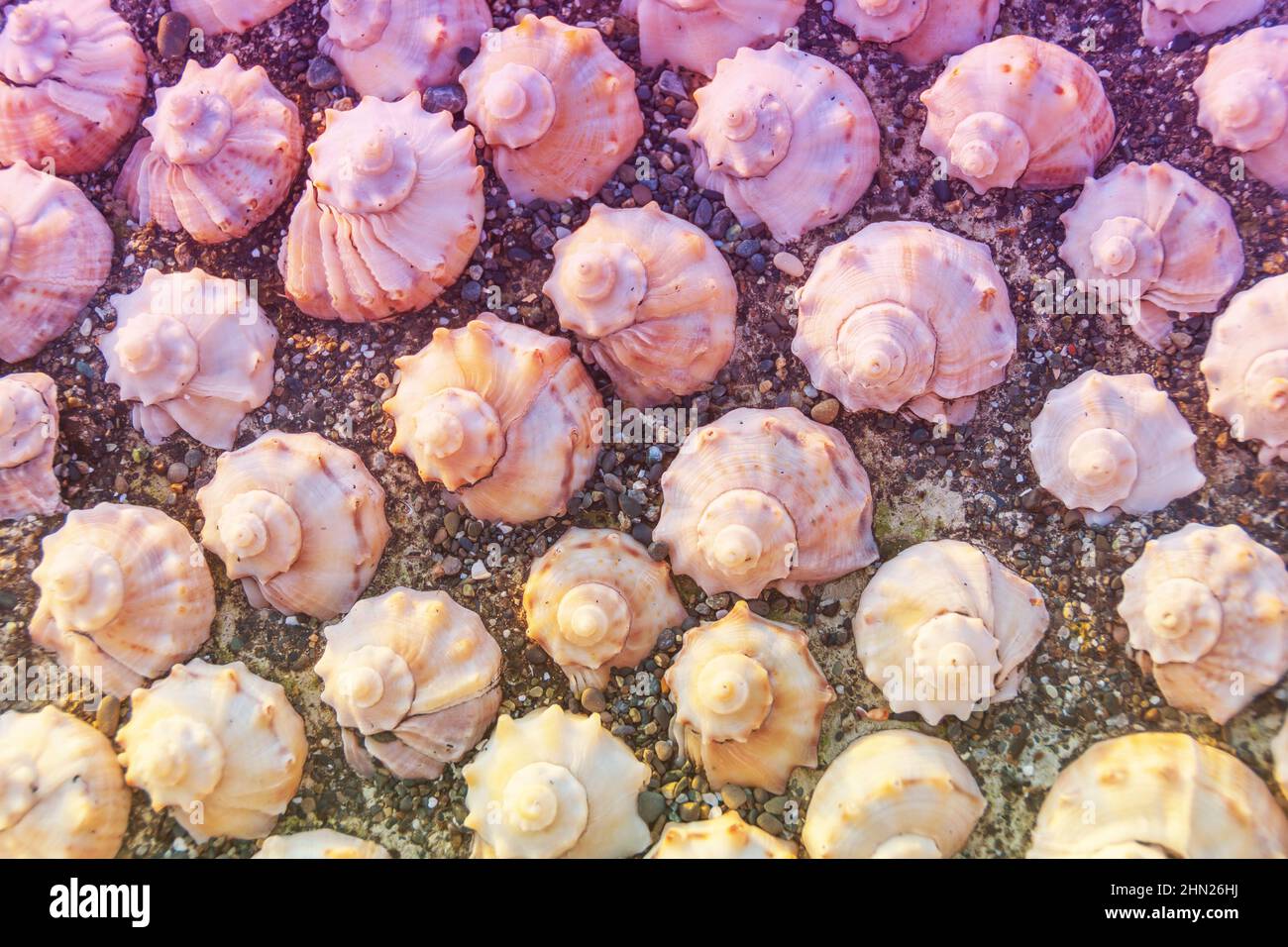 Seashells laid out neatly on the sand, background texture warm gradient ...