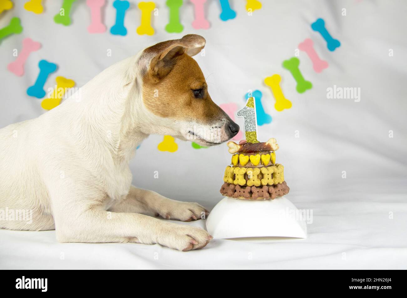 Jack Russell Terrier dog lies on a white background with a garland in ...