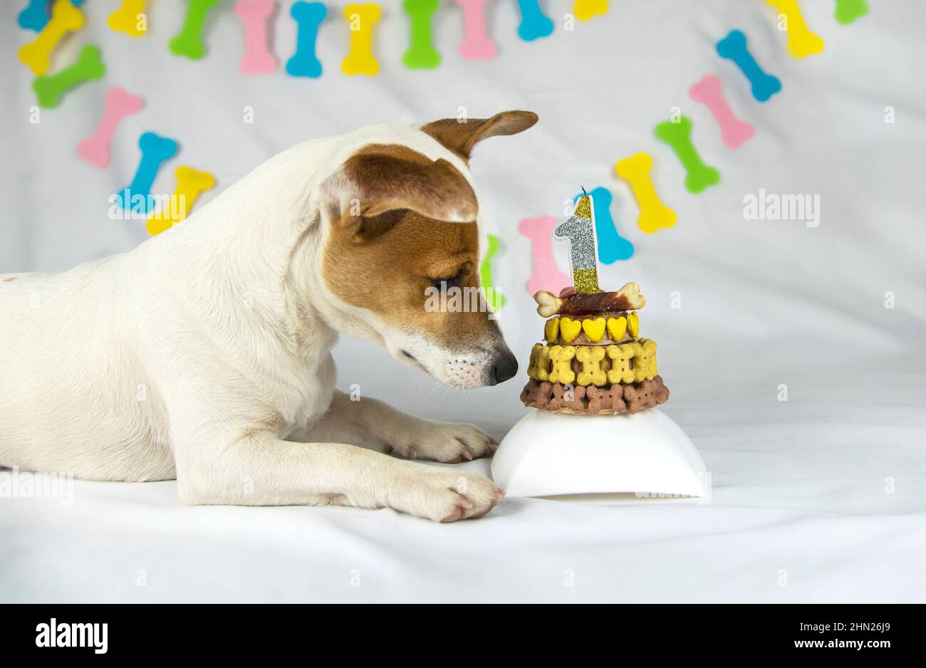 Jack Russell Terrier dog lies on a white background with a garland in ...