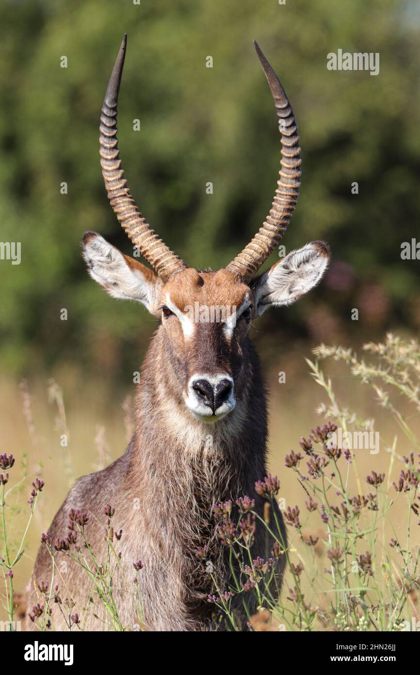 Waterbuck Bull, South Africa Stock Photo - Alamy