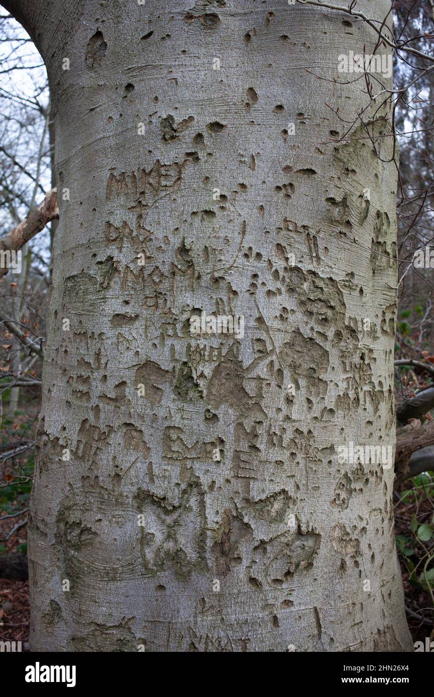 Grafitti engraved into Beech Tree trunk. Rdgehill Wood. Staffordshire ...