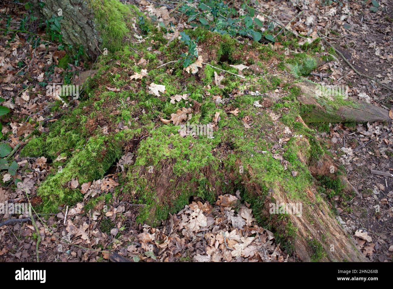 Decaying tree stump on woodland floor. UK Stock Photo - Alamy