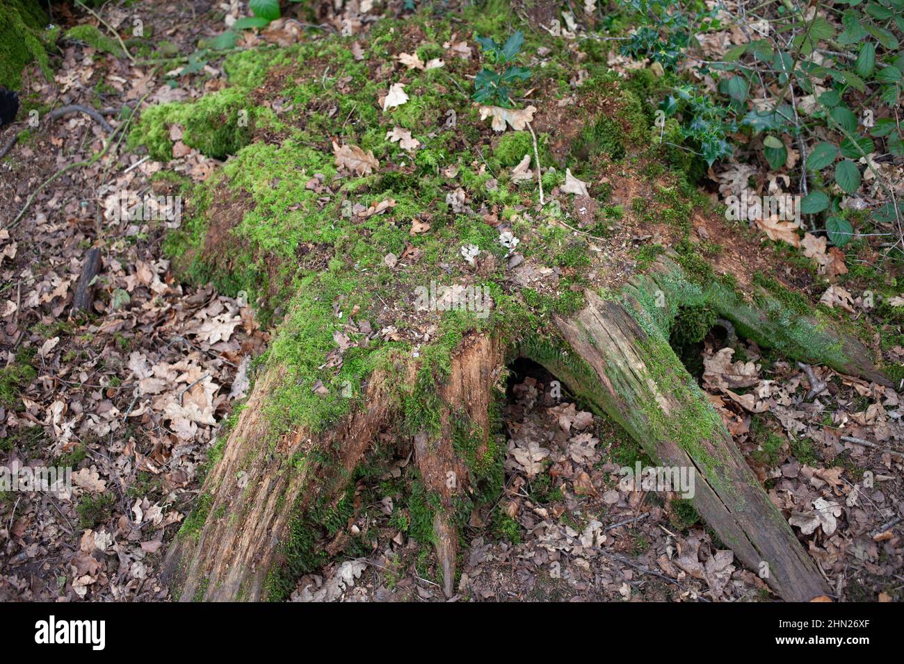 Decaying tree stump on woodland floor. UK Stock Photo - Alamy