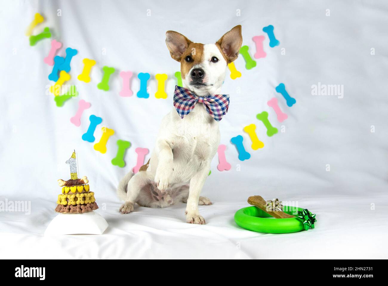 Jack Russell Terrier dog sits in the center on a white background with ...