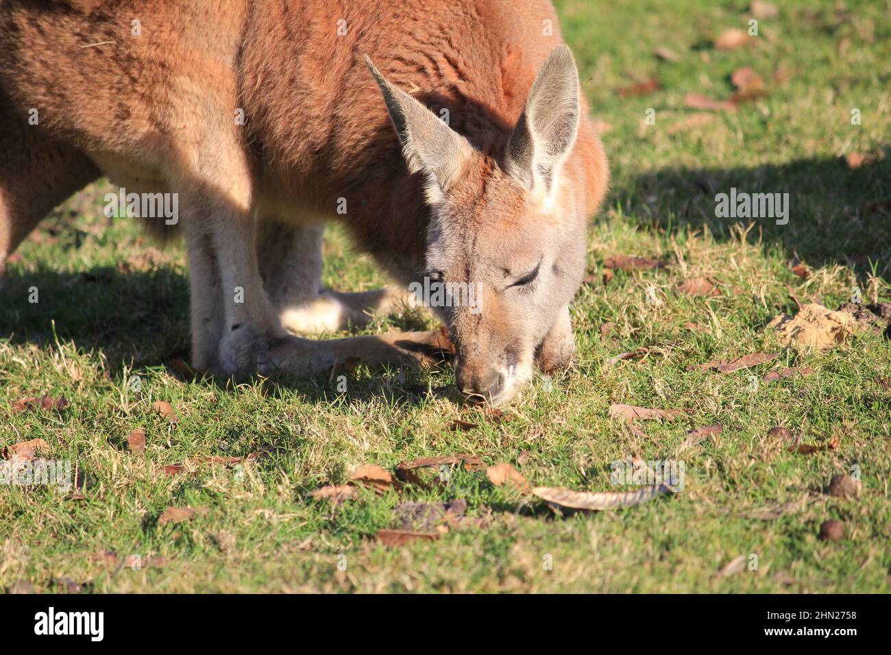 Red kangaroo in Overloon zoo Stock Photo - Alamy