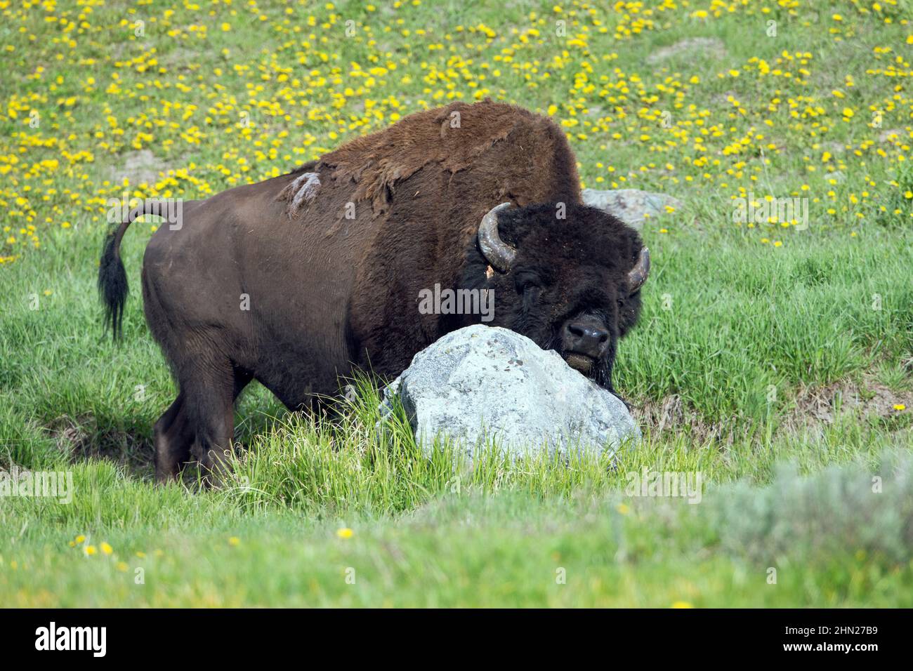 Bison and boulder hi-res stock photography and images - Alamy