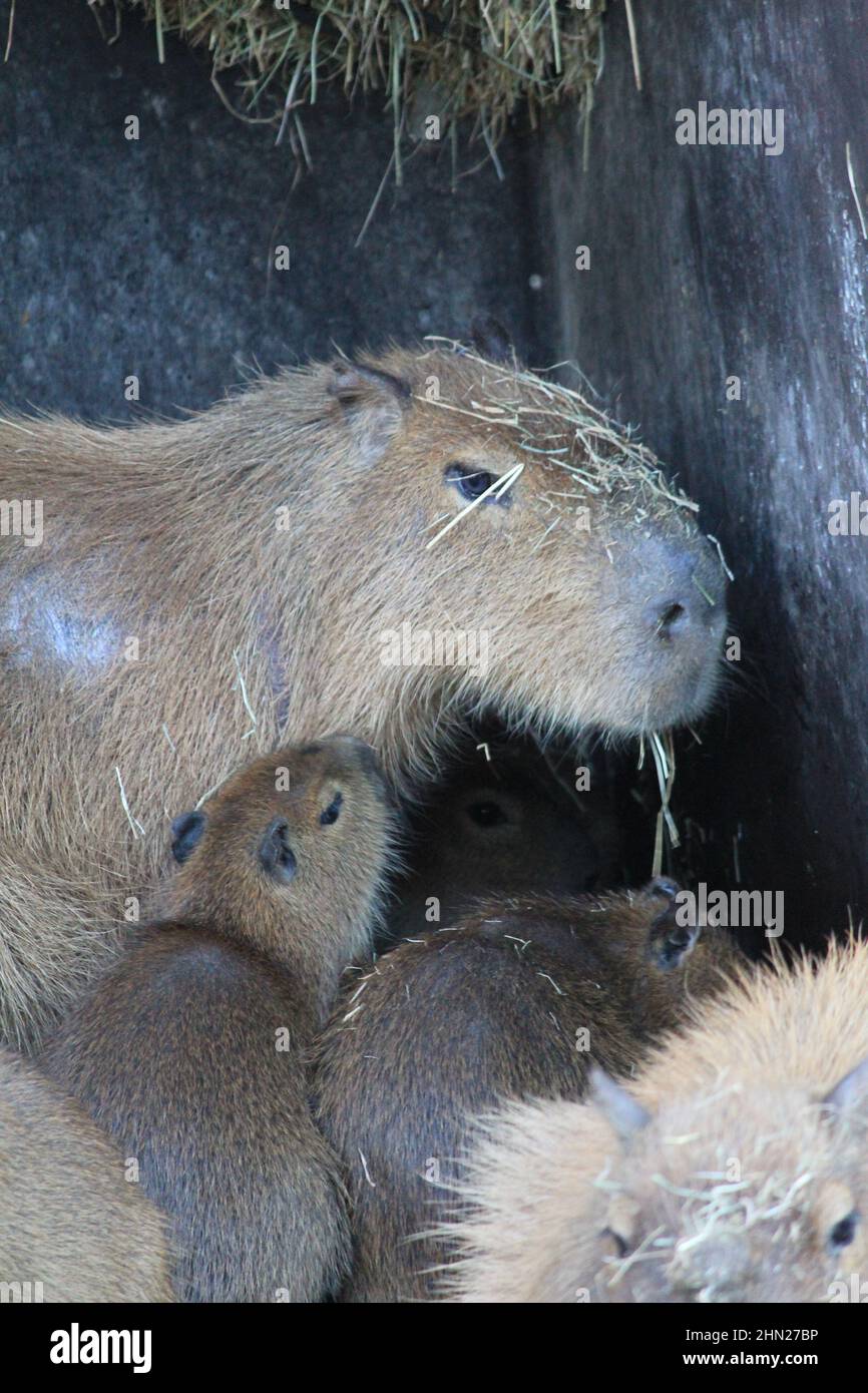 Capybara in Overloon zoo Stock Photo - Alamy