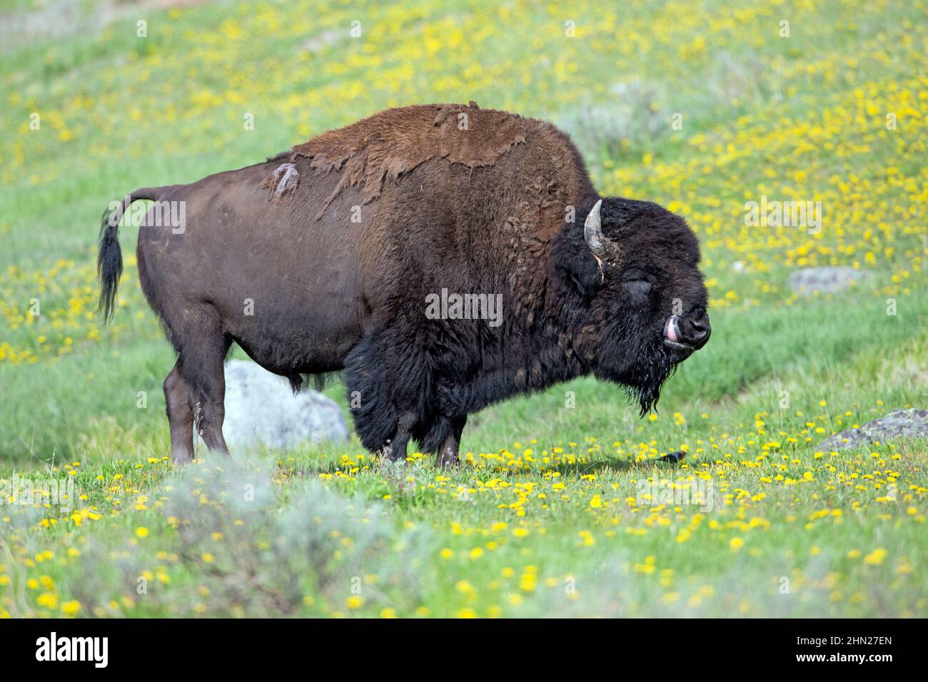 American Bison (Bison bison) bull licking its lips, Hayden Valley ...