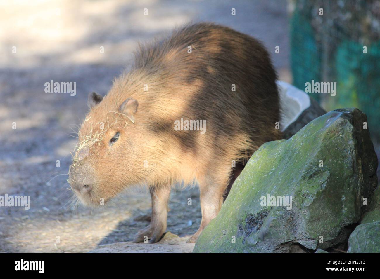 Capybara teeth hi-res stock photography and images - Alamy