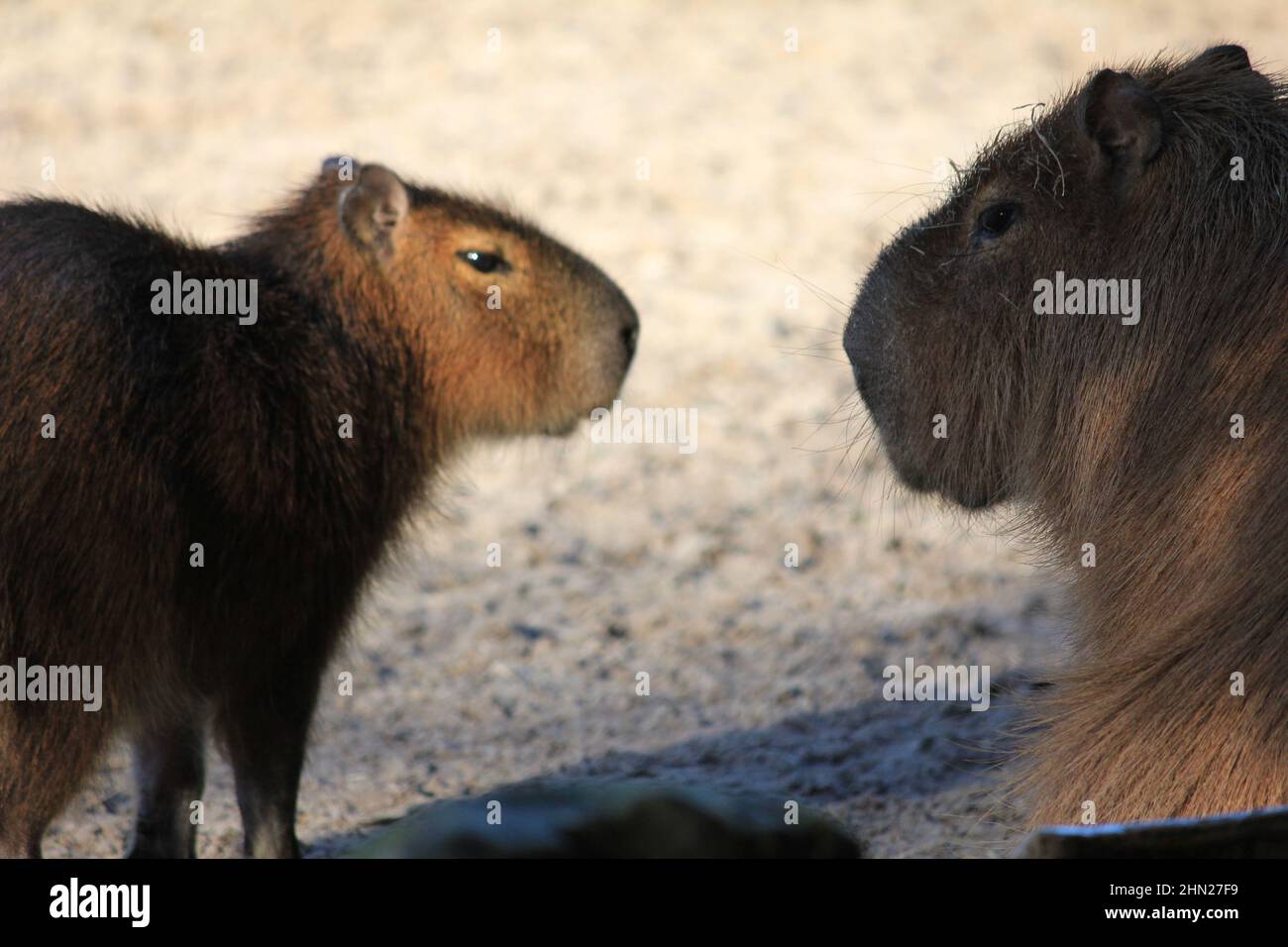 Capybara in Overloon zoo Stock Photo - Alamy