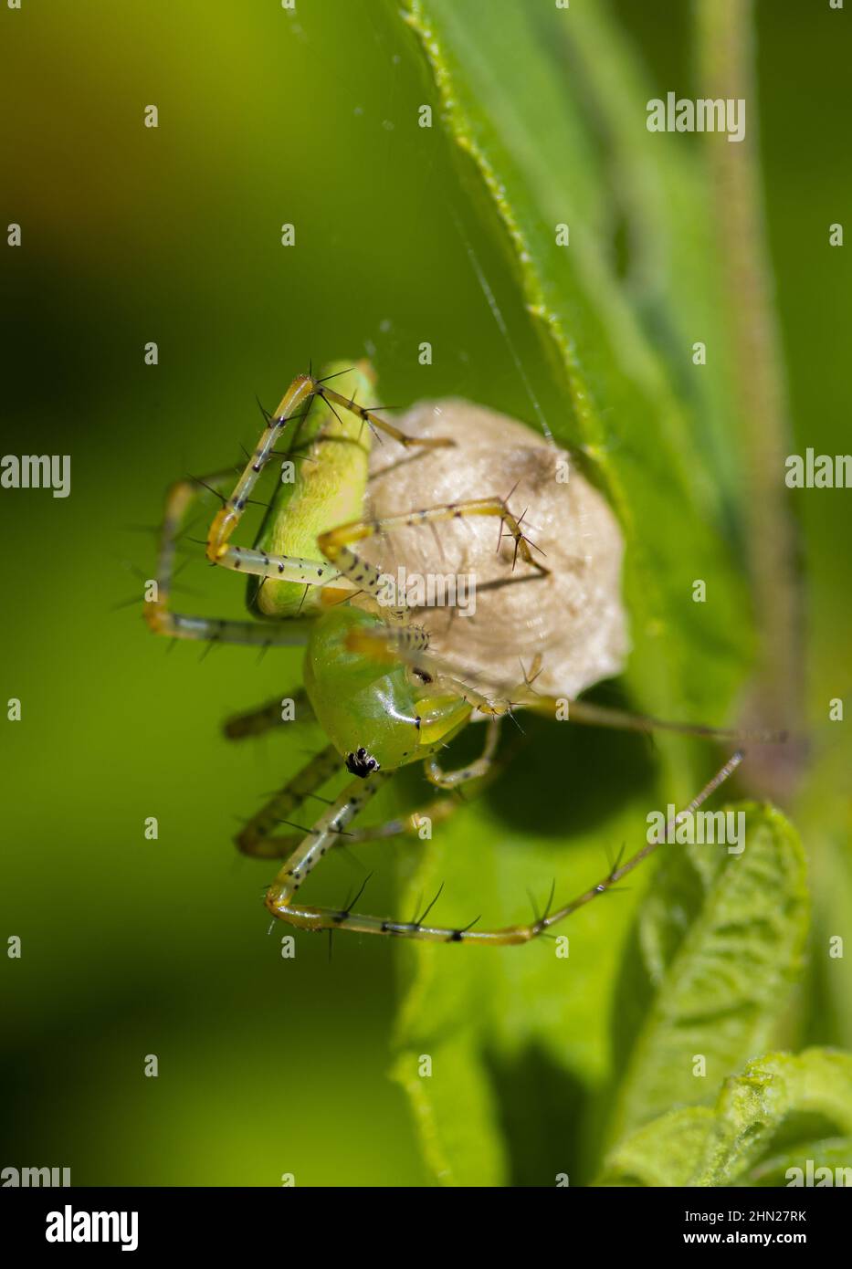 Closeup of an Araneus on a plant Stock Photo - Alamy