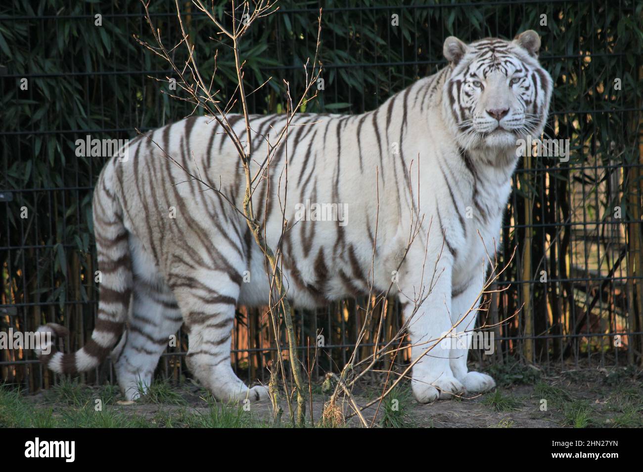 White tiger in Overloon Zoo in the Netherlands Stock Photo - Alamy