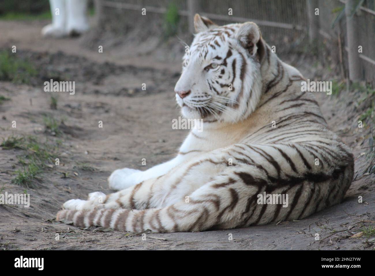 White tiger in Overloon Zoo in the Netherlands Stock Photo - Alamy