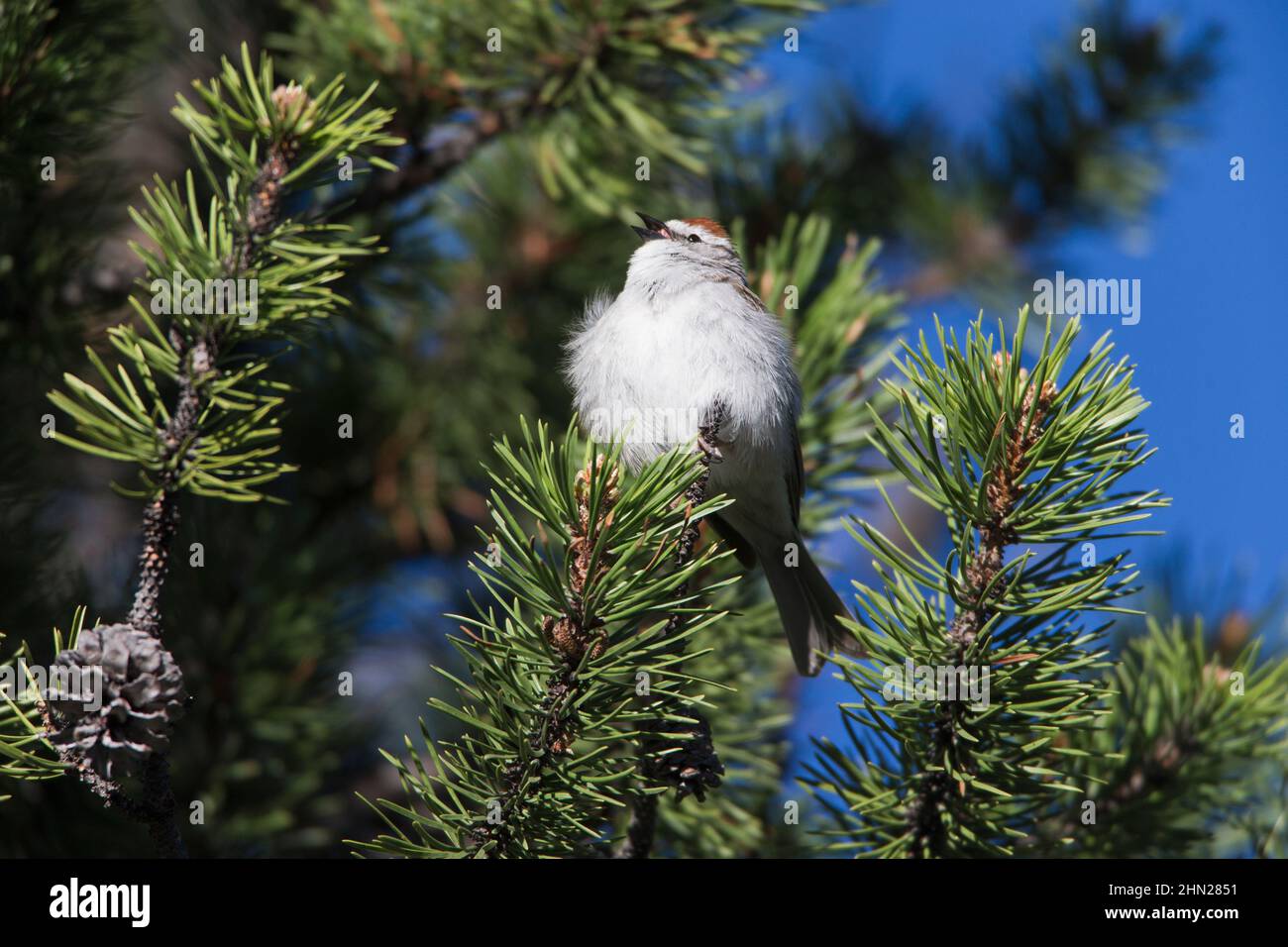 Male chipping sparrow hi-res stock photography and images - Alamy