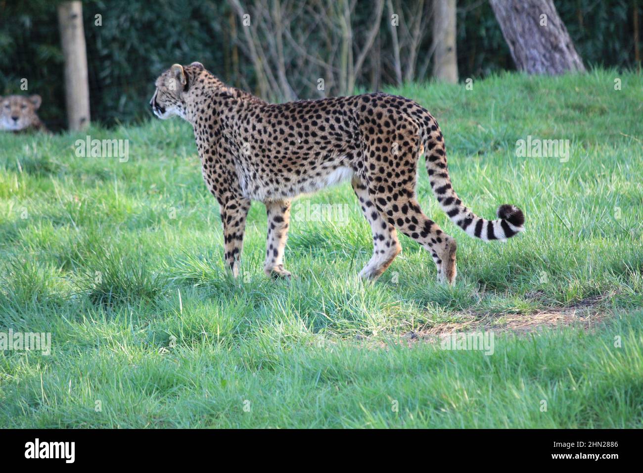 Facial tear marks hi-res stock photography and images - Alamy