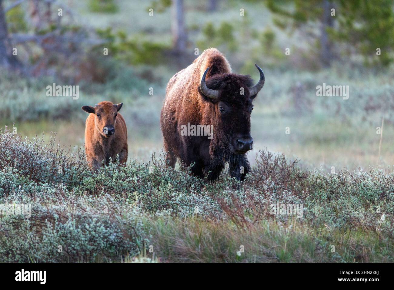 American Bison (Biso bison) cow with calf, Gibbson's Meadows ...