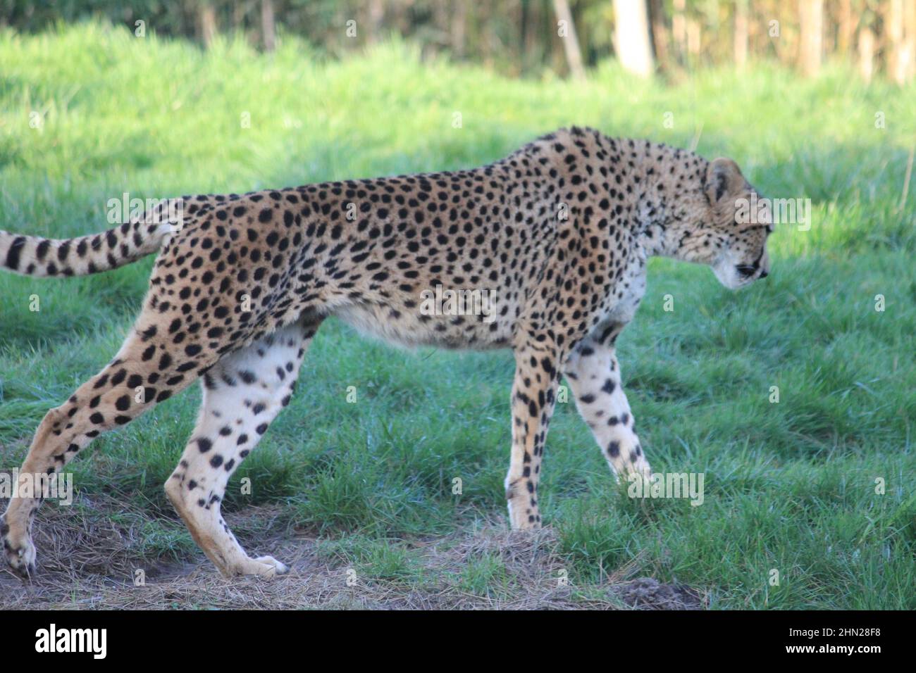 Cheetah adaptations hi-res stock photography and images - Alamy