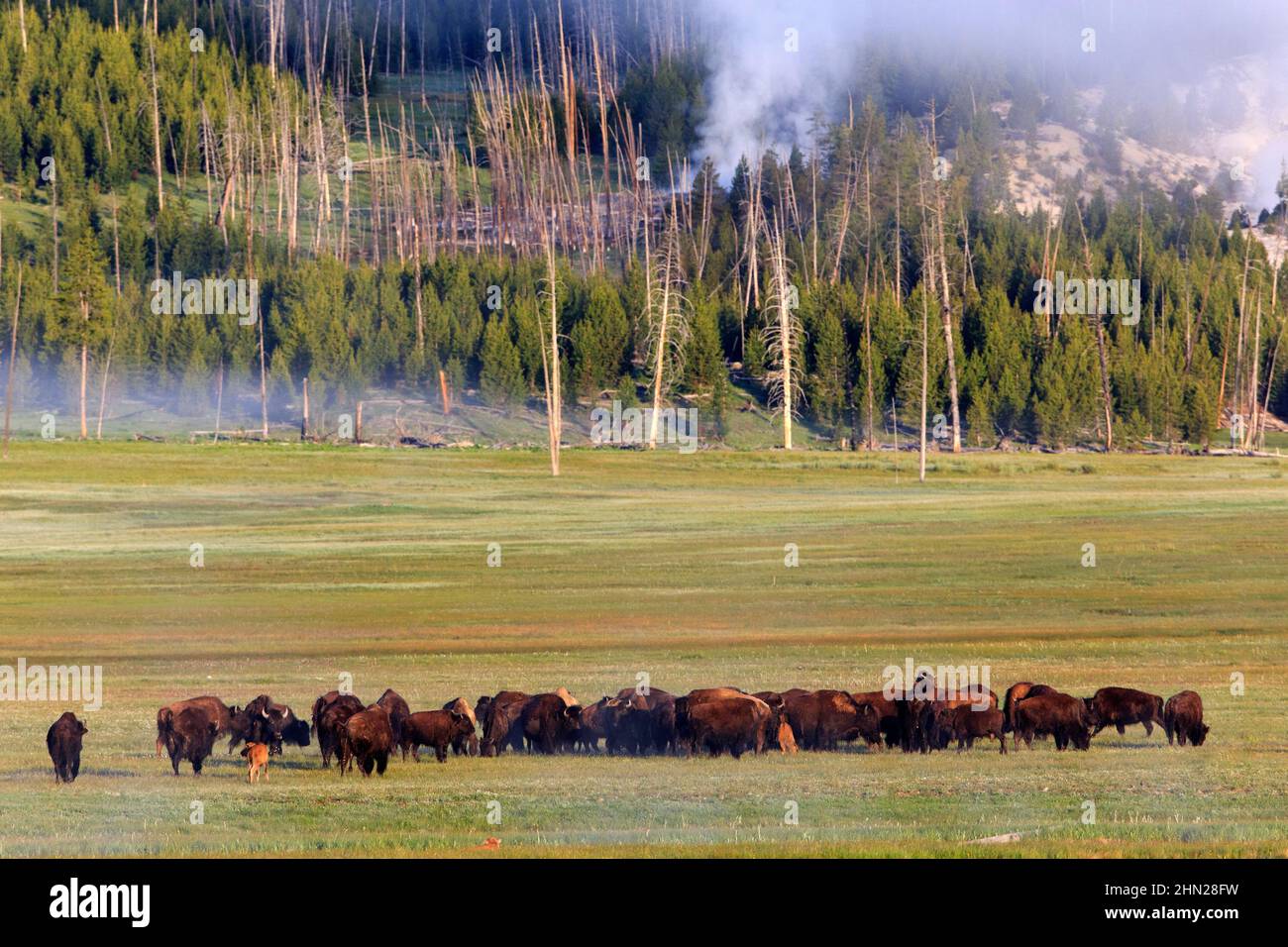 Yellowstone bison herd hi-res stock photography and images - Alamy