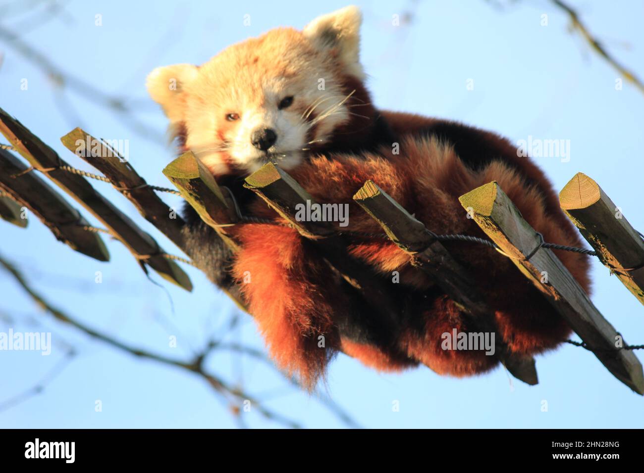 Red Panda Attack