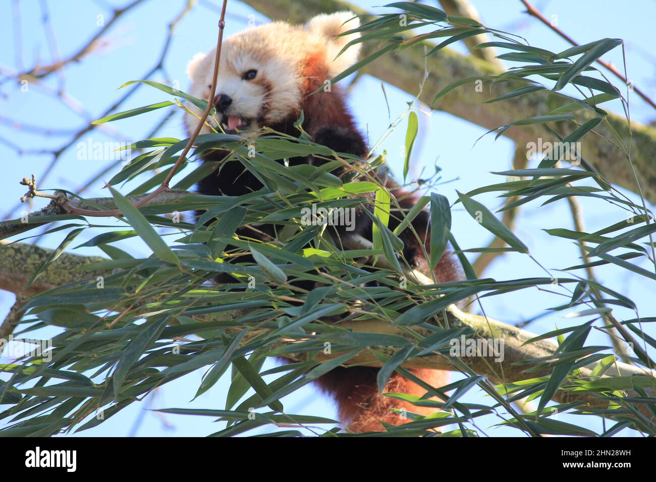 Red panda in Overloon zoo Stock Photo - Alamy