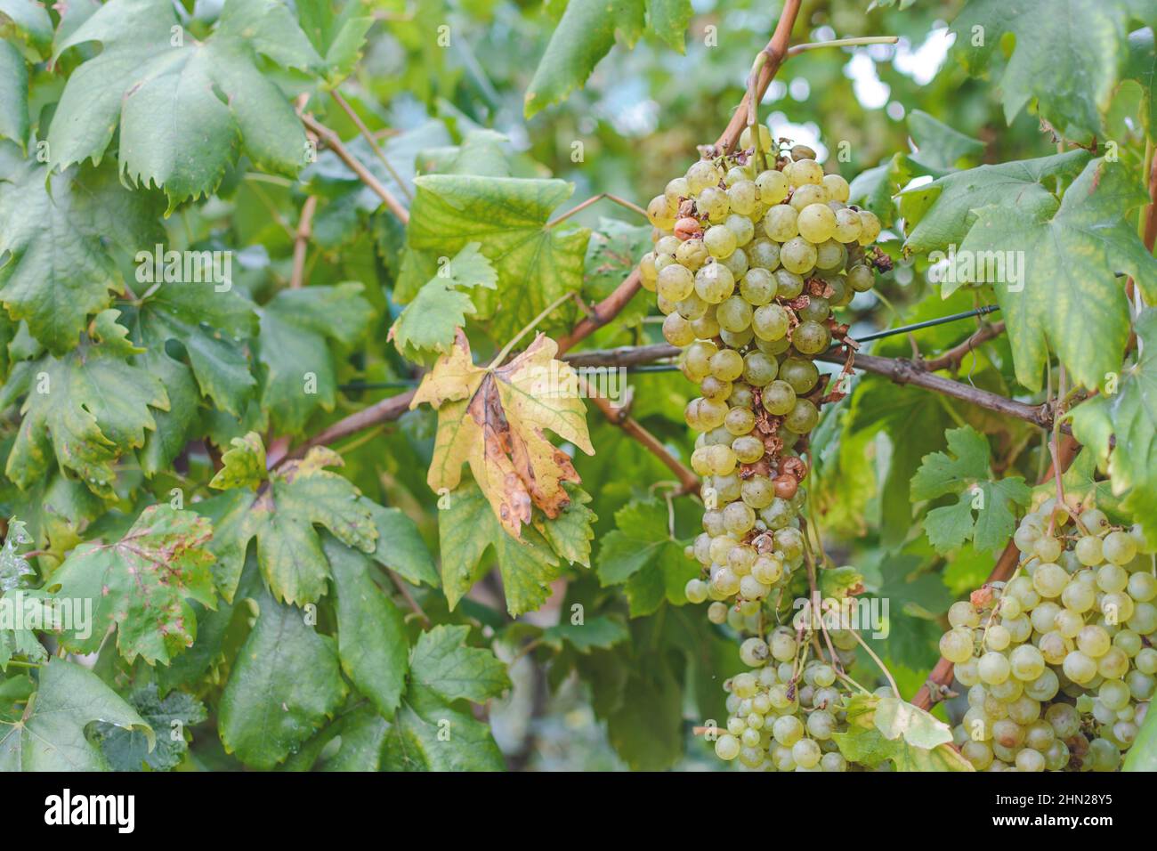 Grape farm harvest in rural country field hi-res stock photography and ...