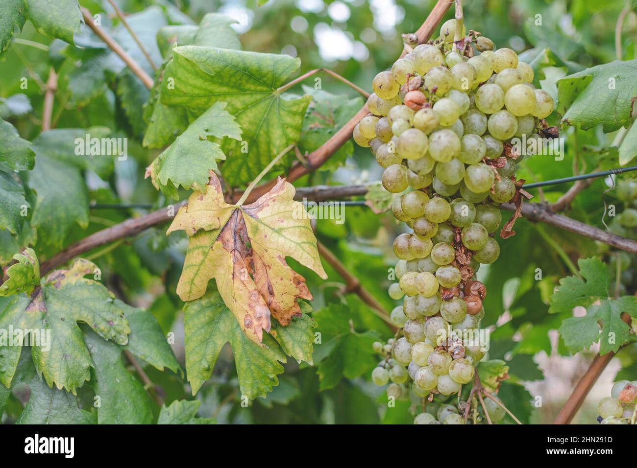 Grape harvest in rural country field Stock Photo - Alamy