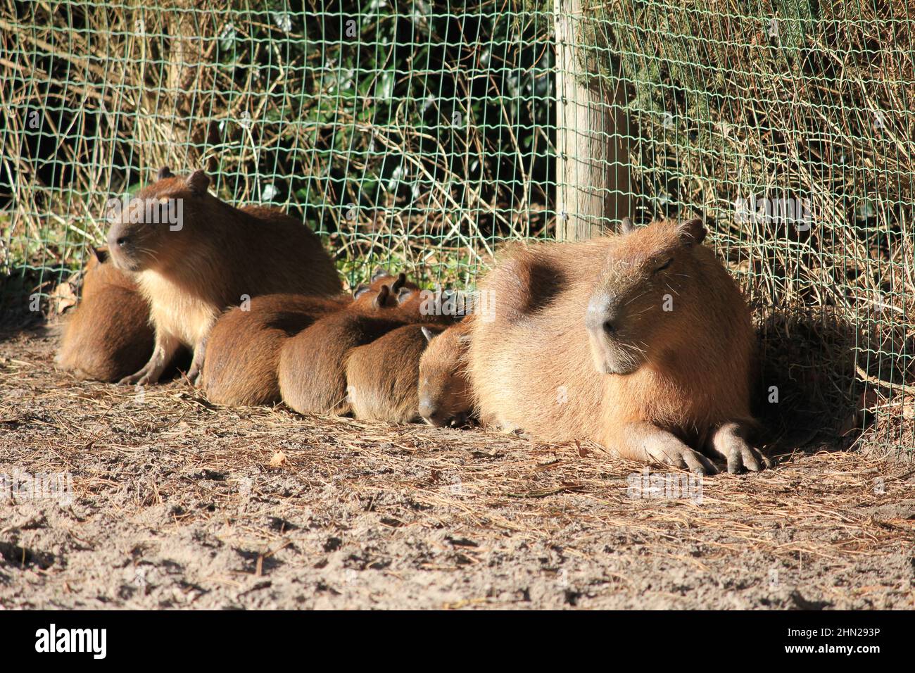 Capybara dog hi-res stock photography and images - Alamy