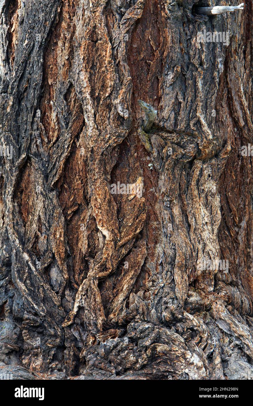 White Pine Tree Bark