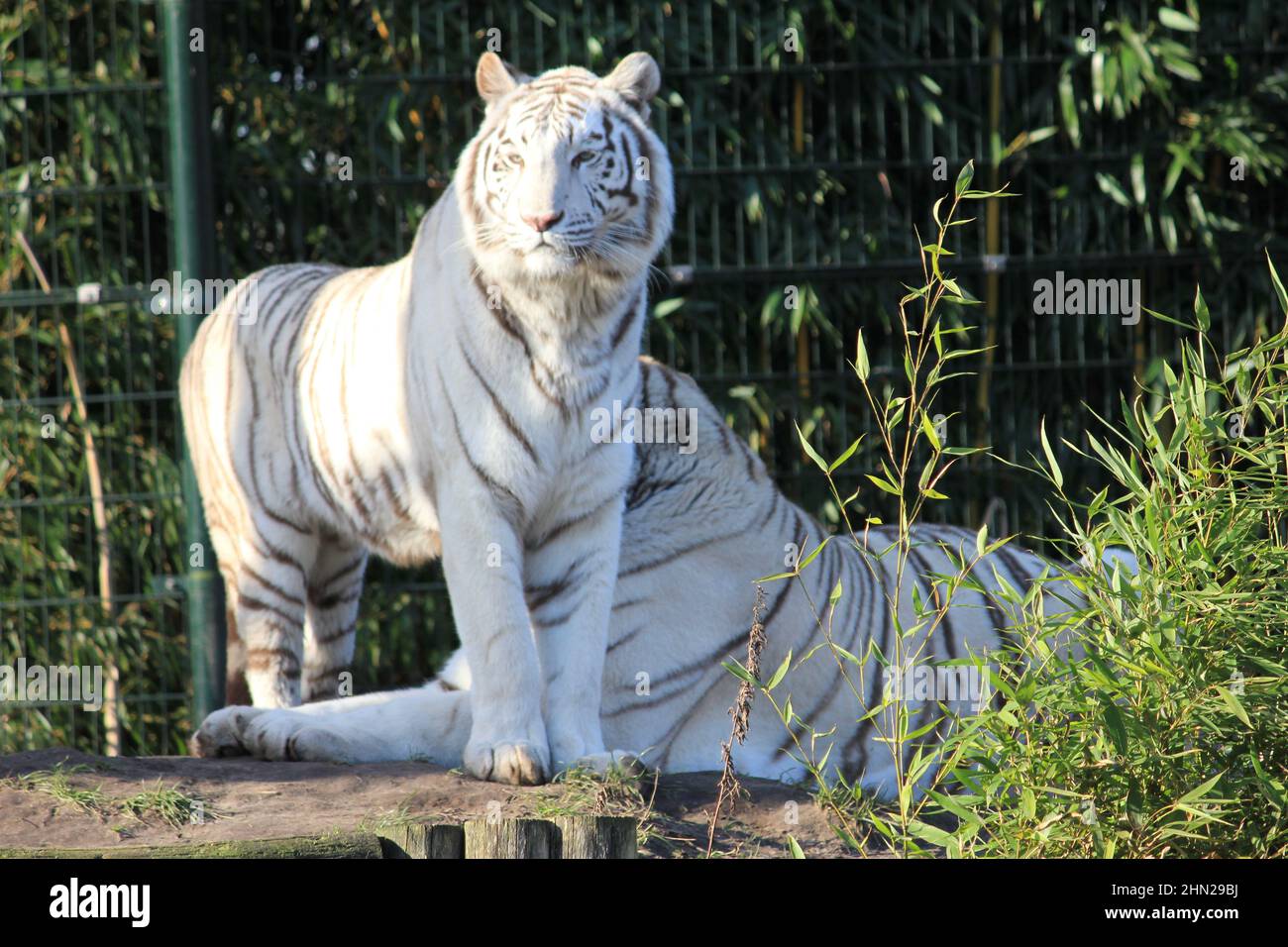 White tiger in Overloon Zoo in the Netherlands Stock Photo - Alamy
