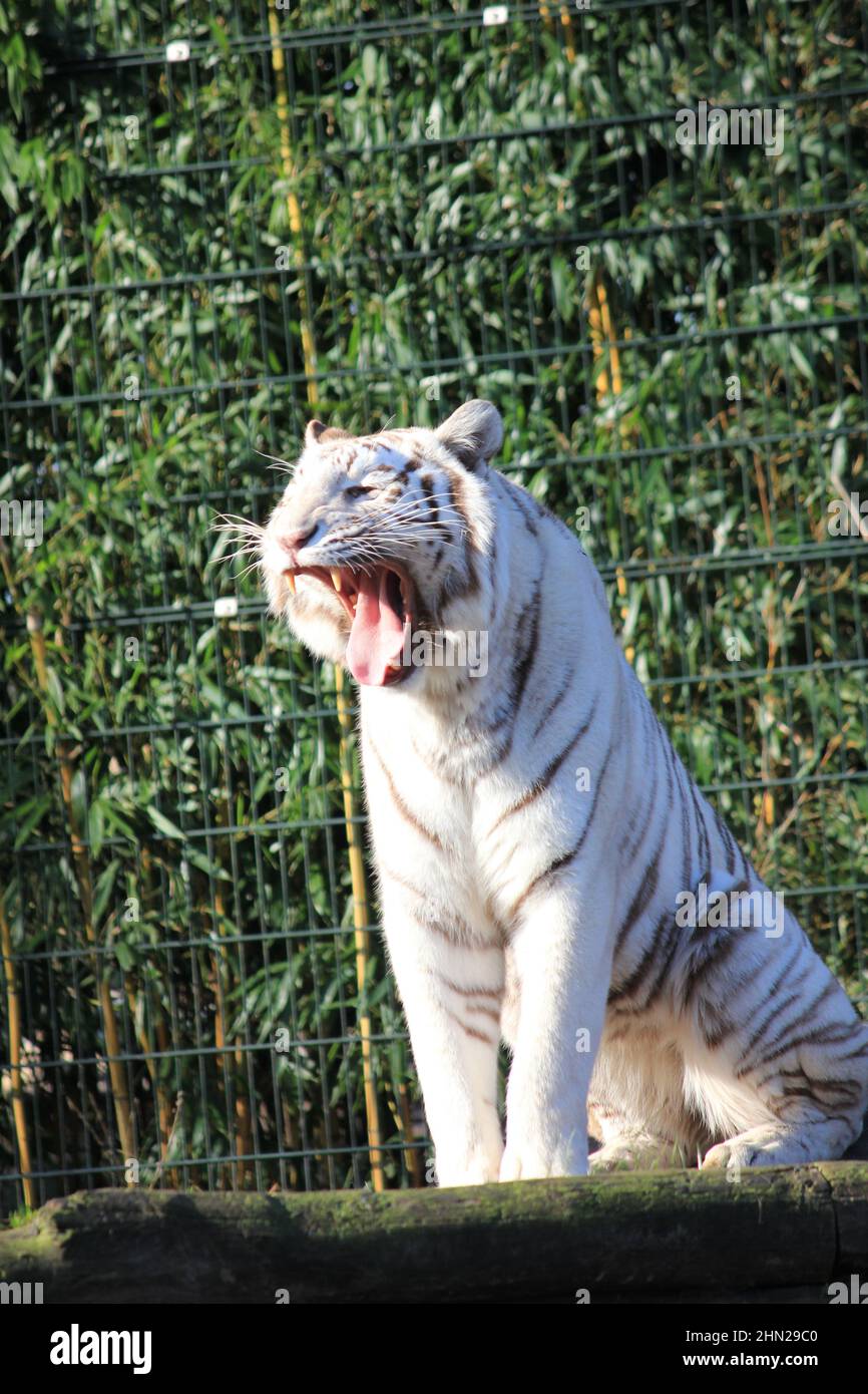 White tiger in Overloon Zoo in the Netherlands Stock Photo - Alamy