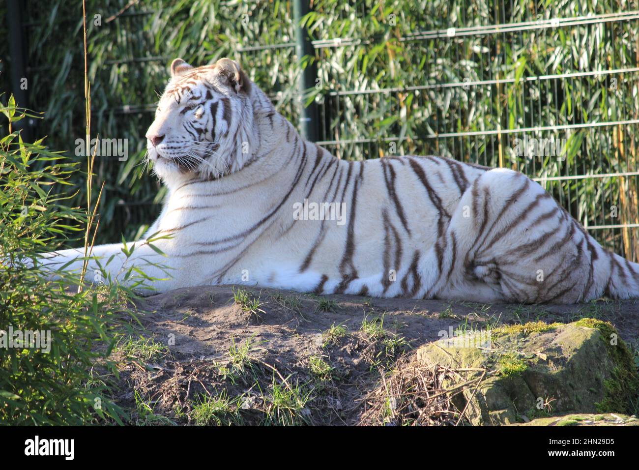 White tiger in Overloon Zoo in the Netherlands Stock Photo - Alamy