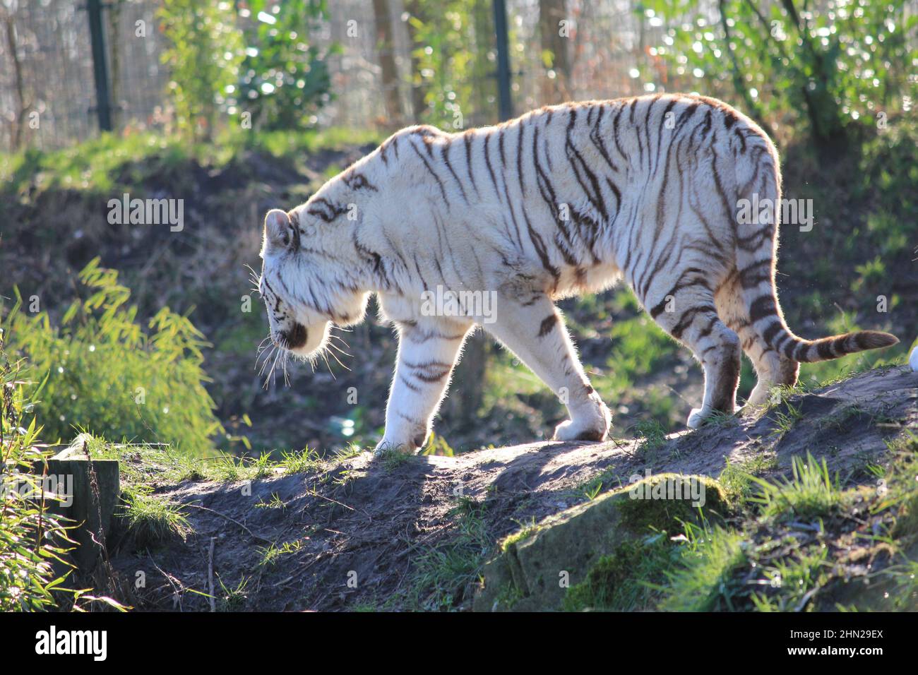 White tiger in Overloon Zoo in the Netherlands Stock Photo - Alamy