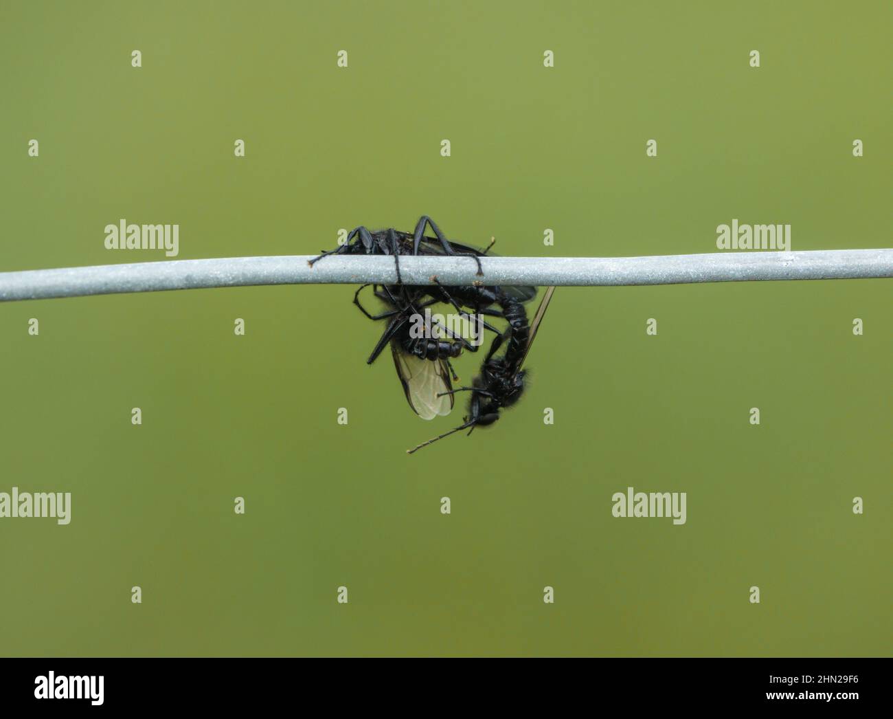 Pollination by beetles hi-res stock photography and images - Alamy