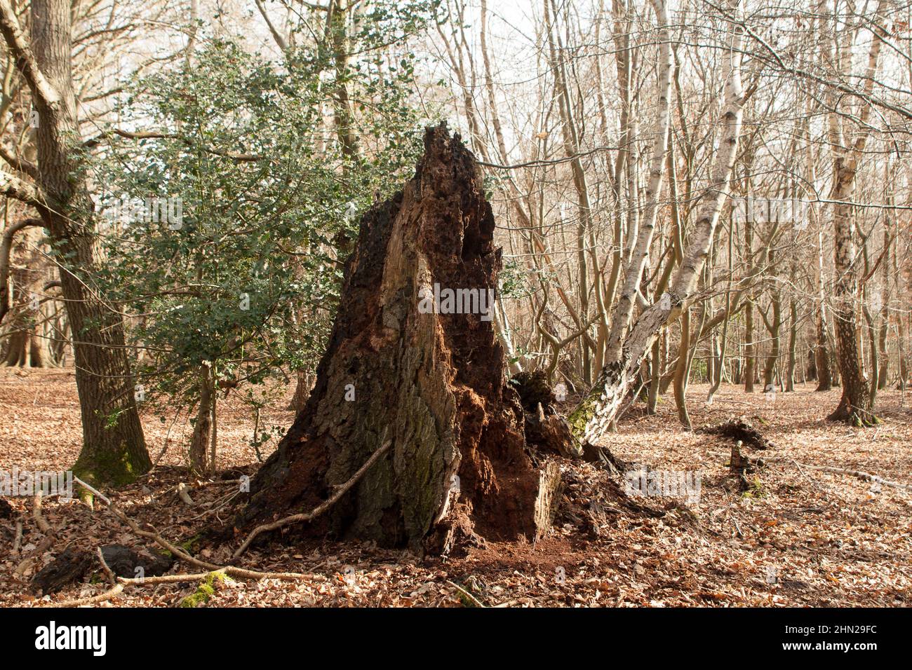 Epping Forest Essex, England UK Europe Stock Photo - Alamy
