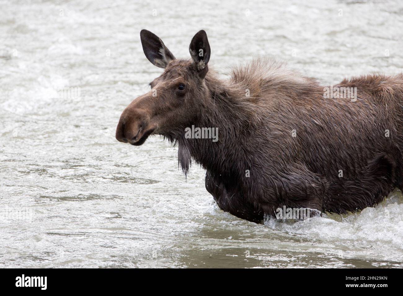 Moose alces americanus cow hi-res stock photography and images - Alamy