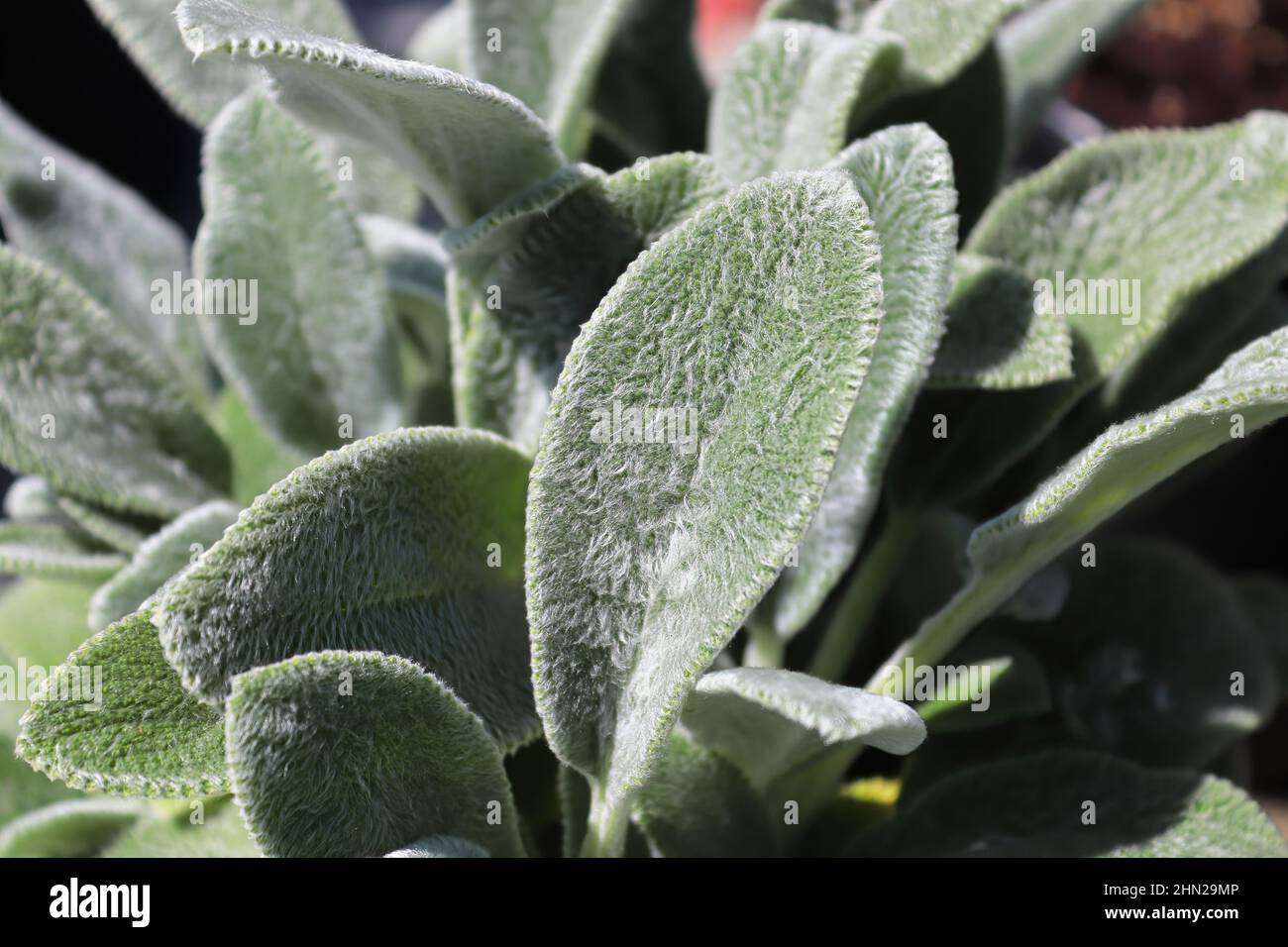 Fuzzy leaves hi-res stock photography and images - Alamy