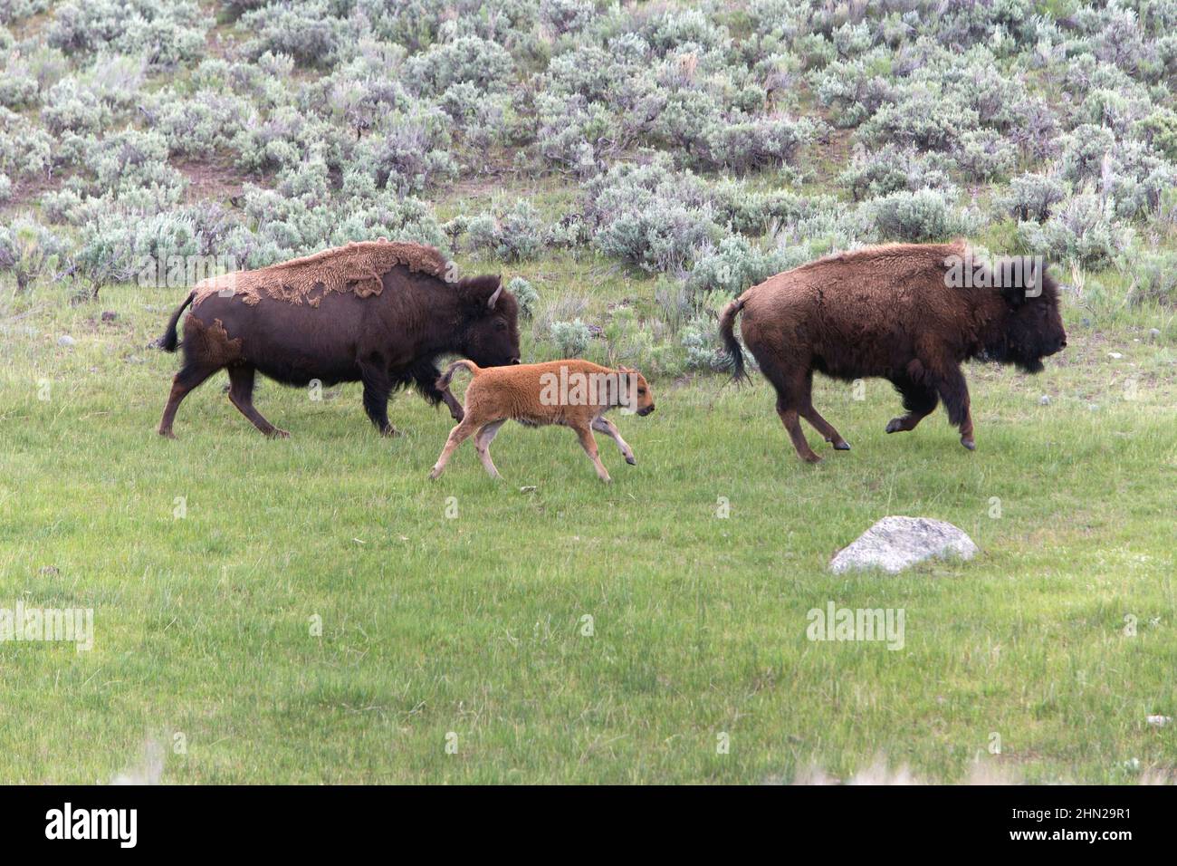 American Bison (Bison bison) herd running, Lamar Valley, Yellowstone NP ...