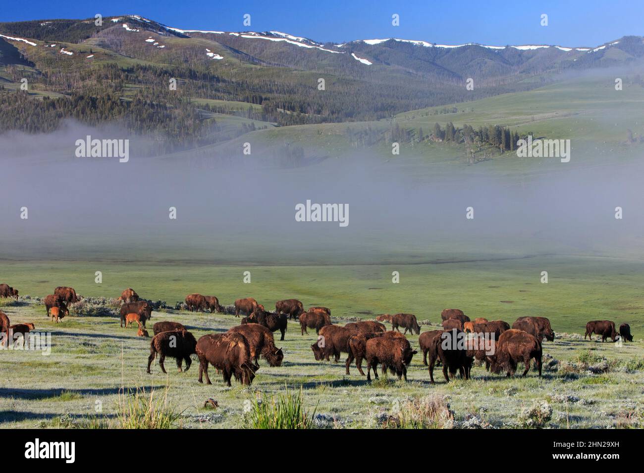 Yellowstone bison herd hi-res stock photography and images - Alamy