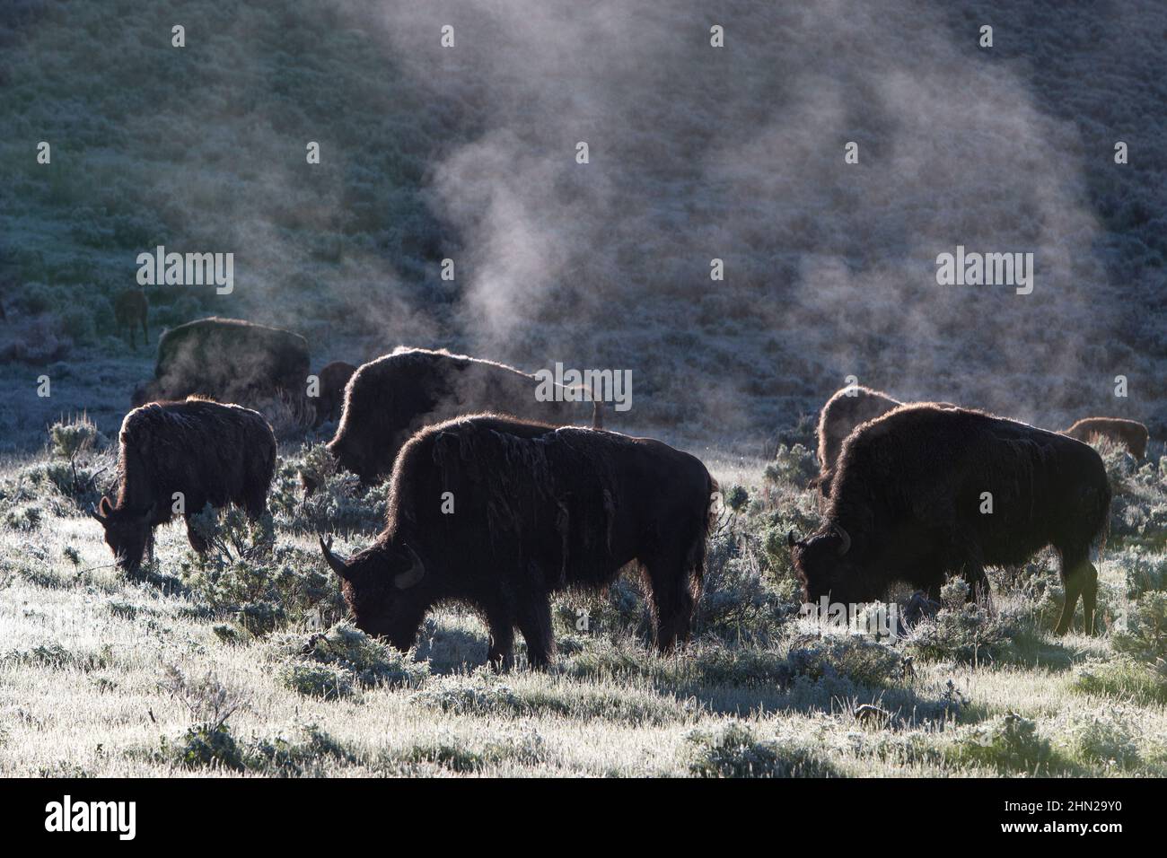 American Bison (Bison bison) herd grazing early morning, Lamar Valley ...