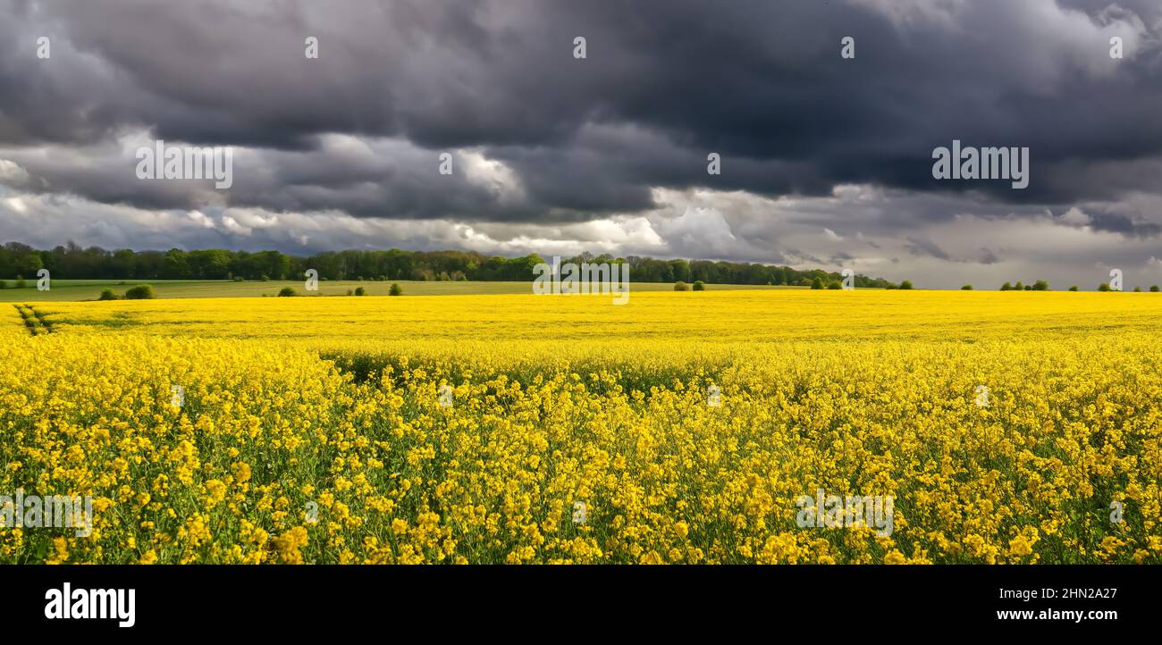 Illustration thunder cloud grass hi-res stock photography and images ...