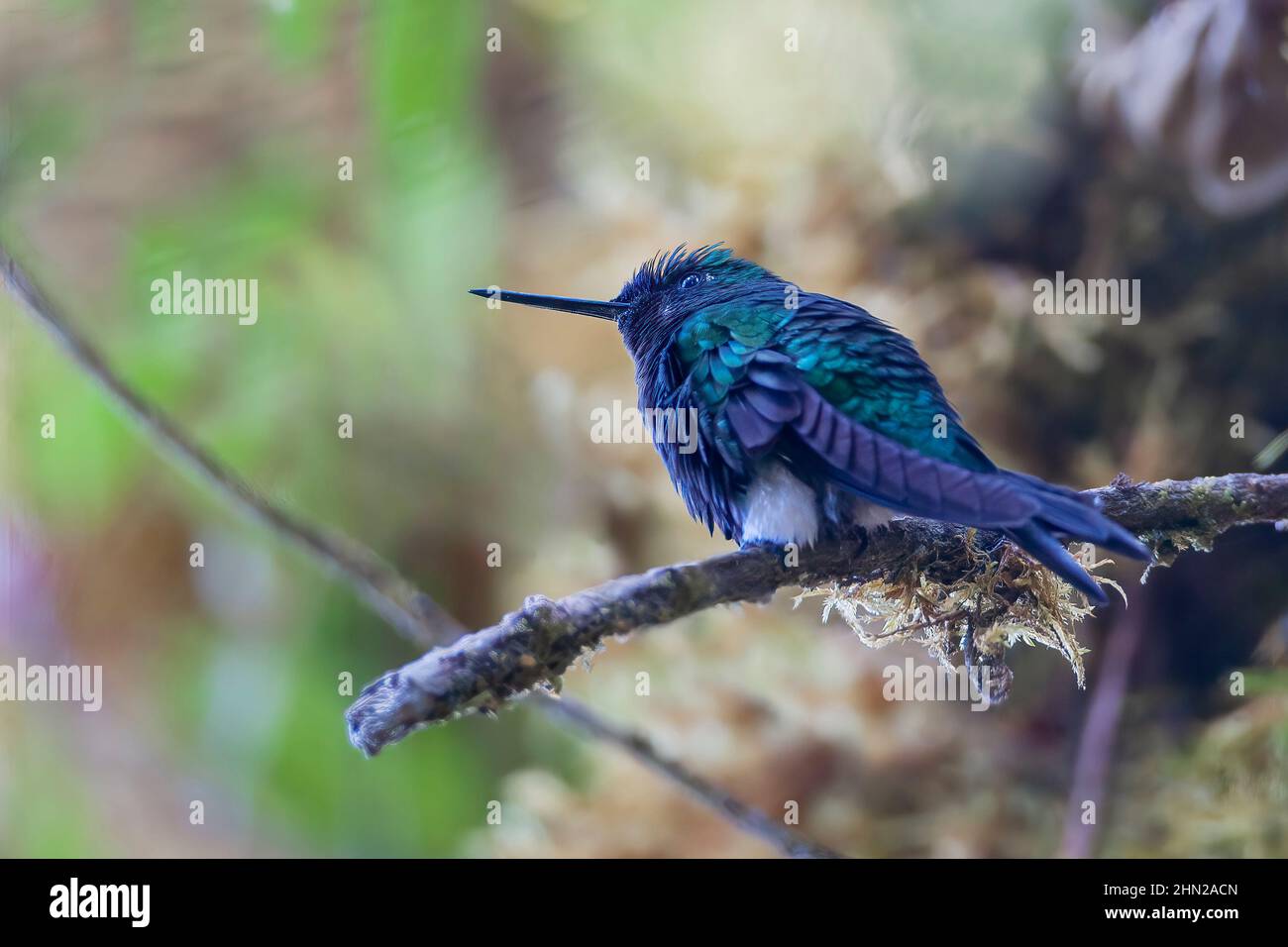 Black-breasted Puffleg (Eriocnemis nigrivestis) perched on branch ...